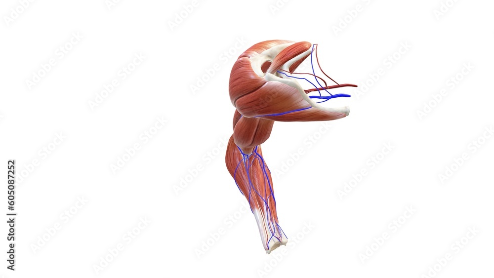 Illustration 3D image of Human arms anatomy diagram, showing bones and ...