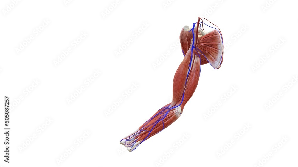 Illustration 3D image of Human arms anatomy diagram, showing bones and ...