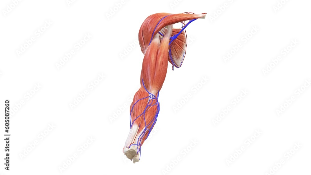 Illustration 3D image of Human arms anatomy diagram, showing bones and ...