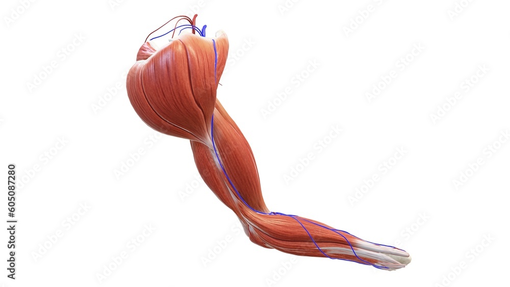 Illustration 3D image of Human arms anatomy diagram, showing bones and ...