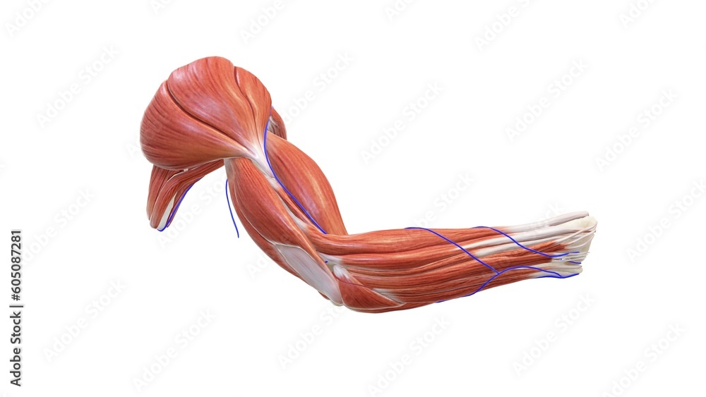 Illustration 3D image of Human arms anatomy diagram, showing bones and ...