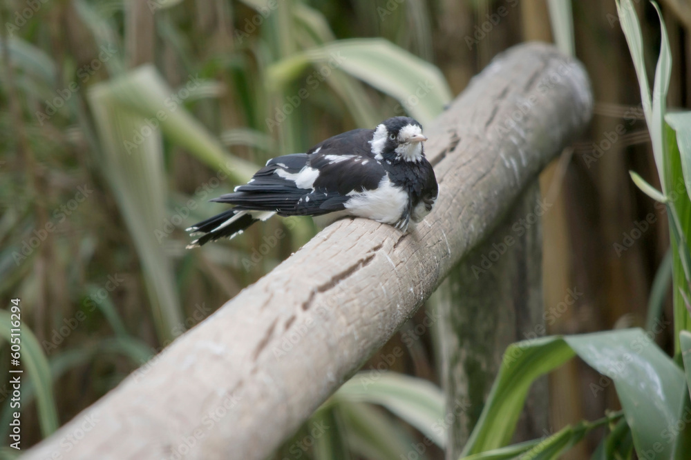 The Magpie-lark is distinctively marked in black and white. The thin whitish bill and pale iris ...