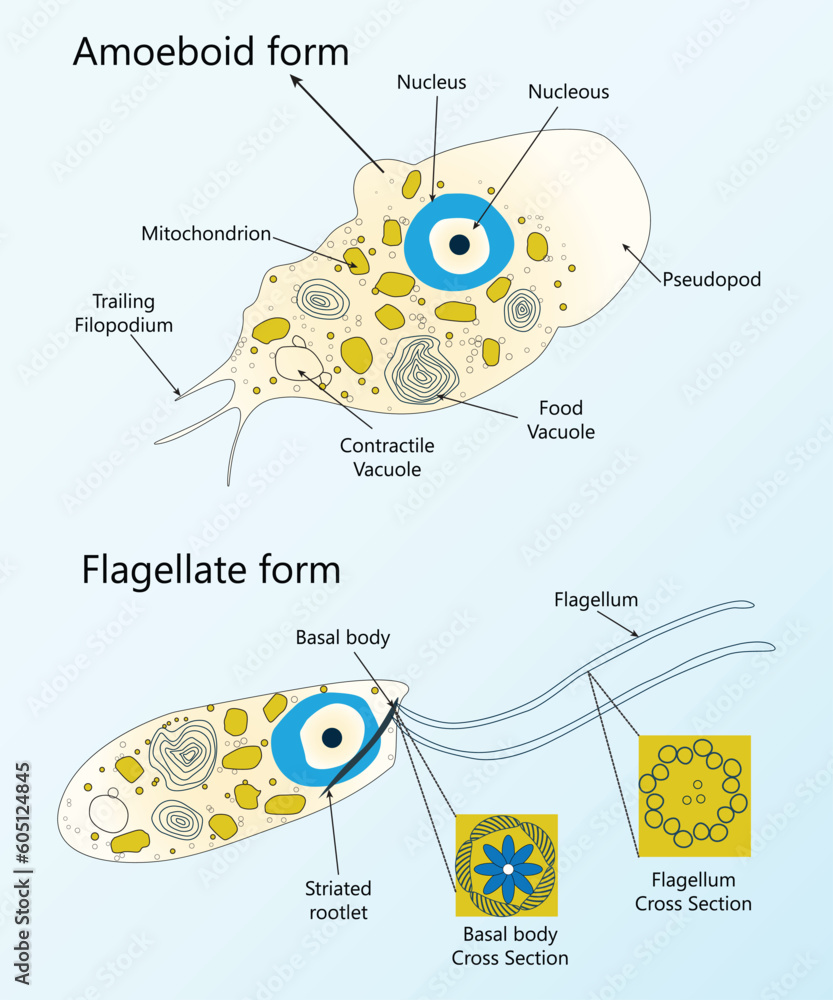 About Amoebboid Flagellate Type of Cell Graphic Design Illustration ...