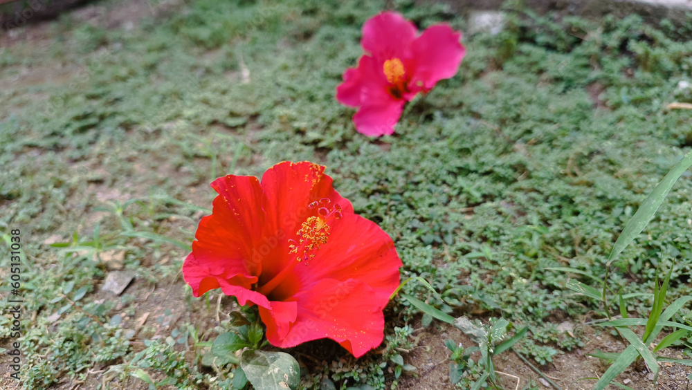 bunga kembang sepatu - hibiscus flower in bloom in the garden of the ...