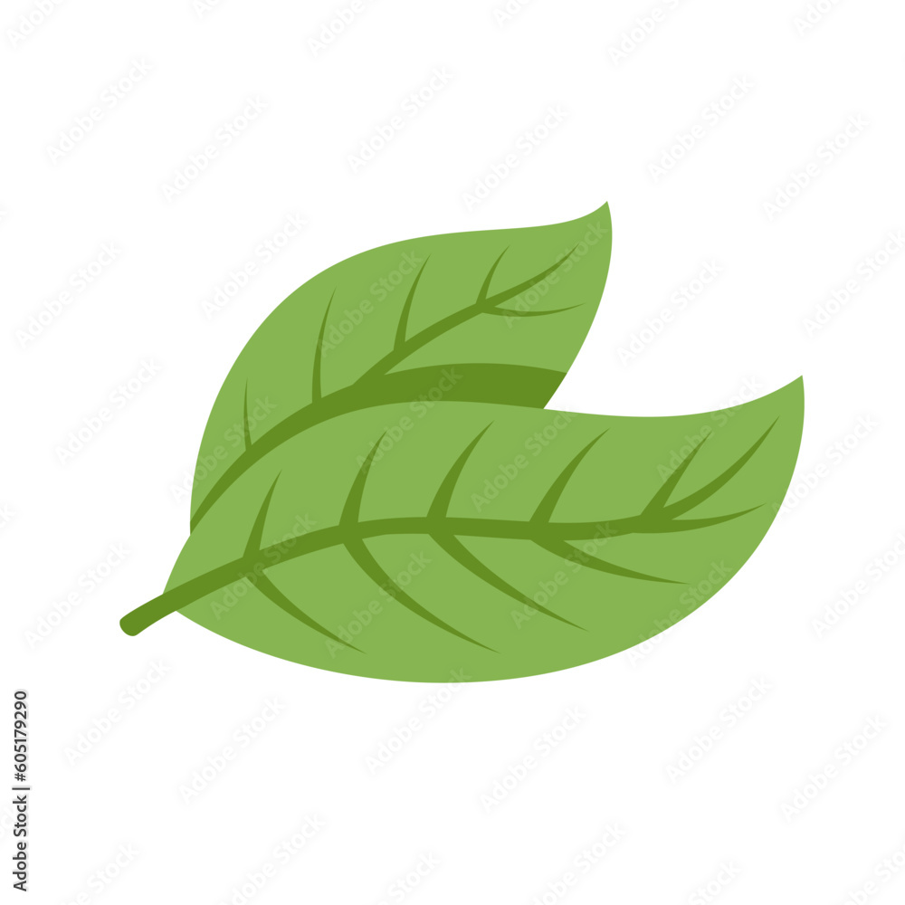 Cocoa beans leaf isolated on white background. Logo template. Cacao ...