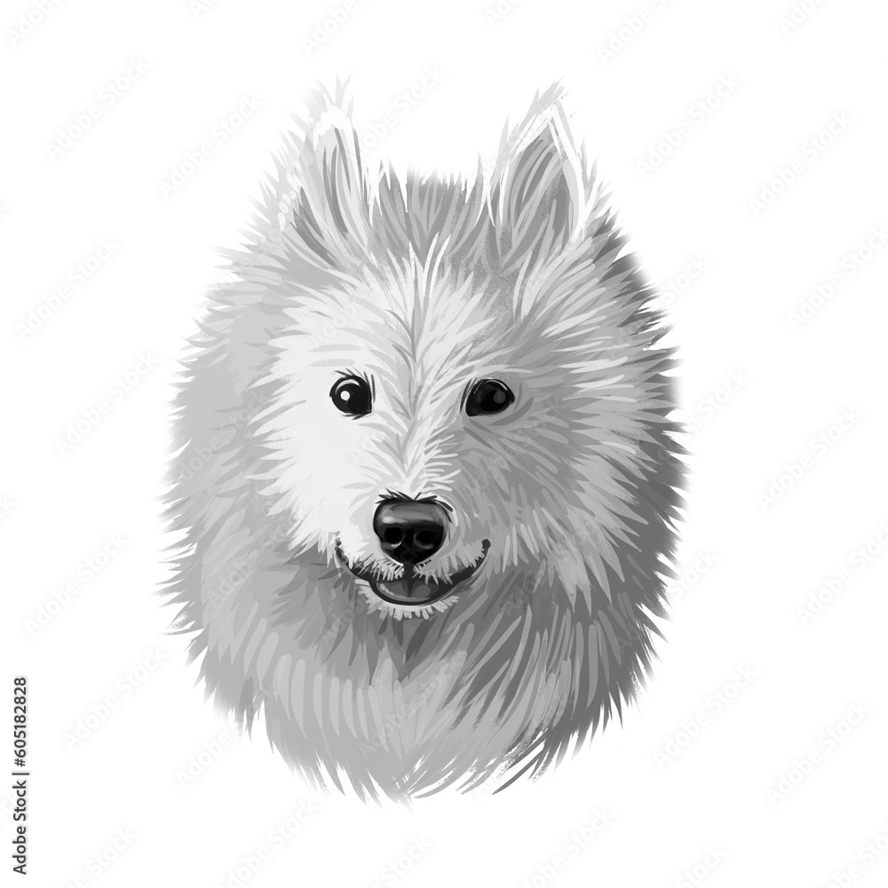 Samoyed dog portrait isolated on white. Digital art illustration of ...