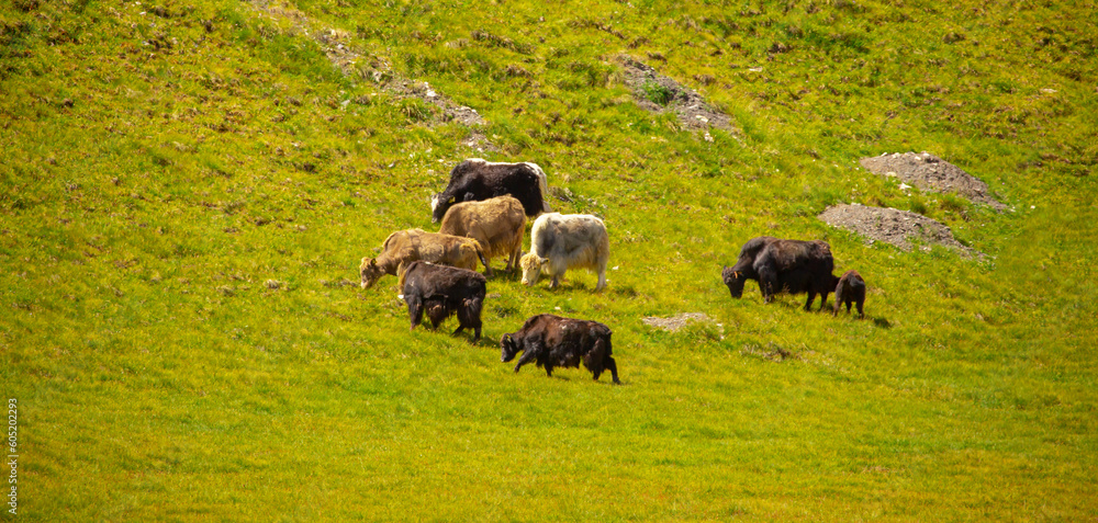 A herd of yaks graze in the mountains. Himalayan big yak in a beautiful ...
