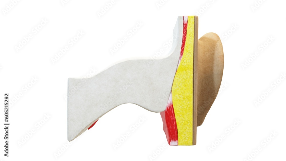 3d image Illustration render of human ear anatomy for biology science ...
