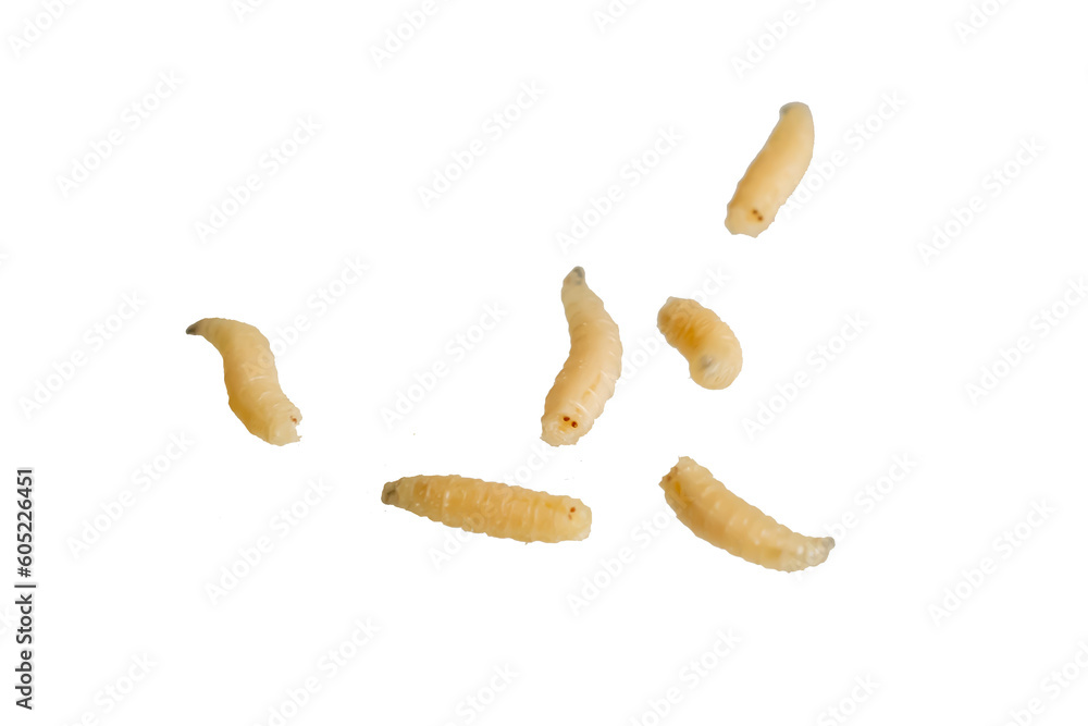 fly larvae on a transparent isolated background. png Stock Photo ...