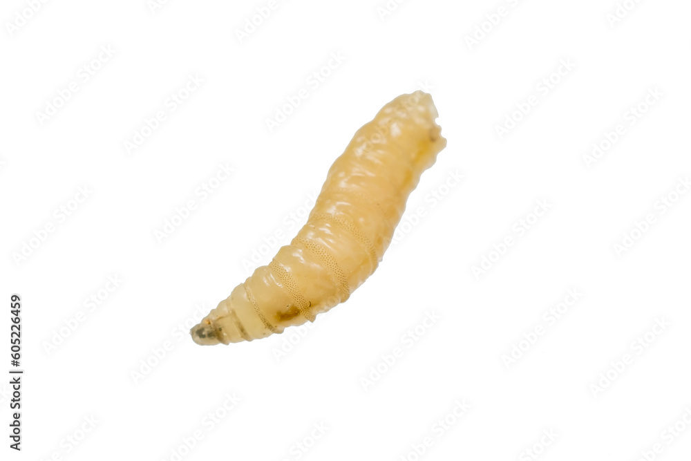 fly larvae on a transparent isolated background. png Stock Photo ...