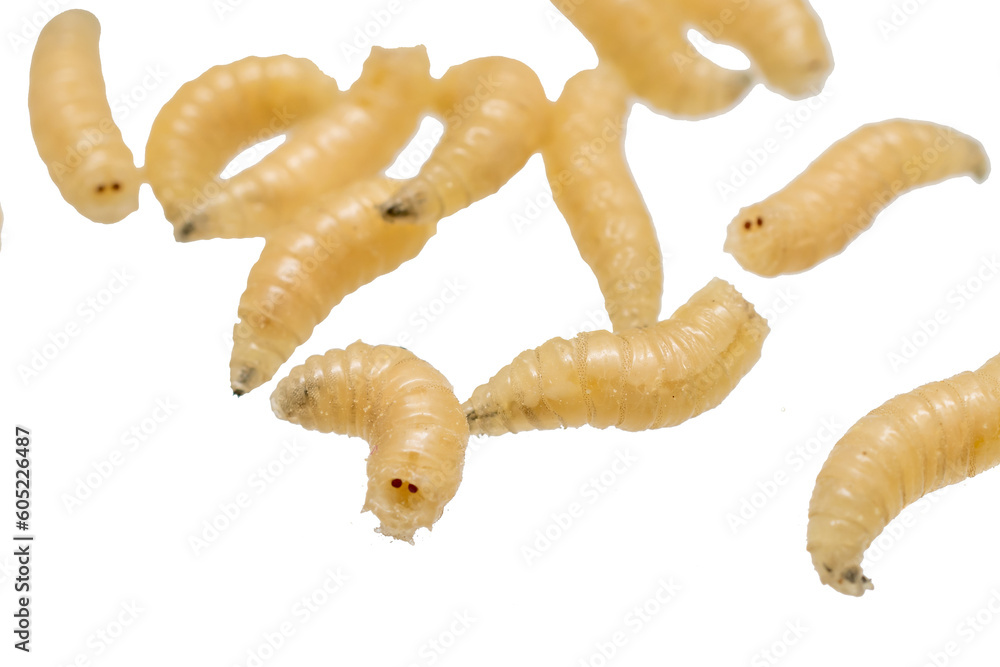 fly larvae on a transparent isolated background. png Stock Photo ...