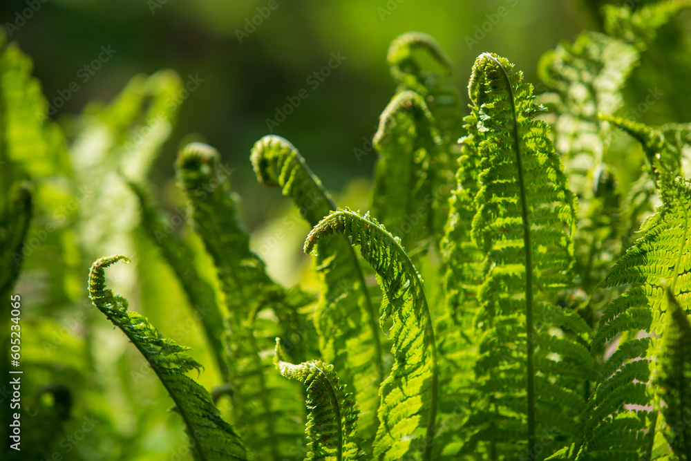 In June, the summer solstice is celebrated in Latvia. The fern is an ...