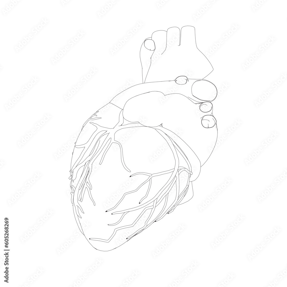 Realistic human heart vector drawing Human organs Creative abstract art ...