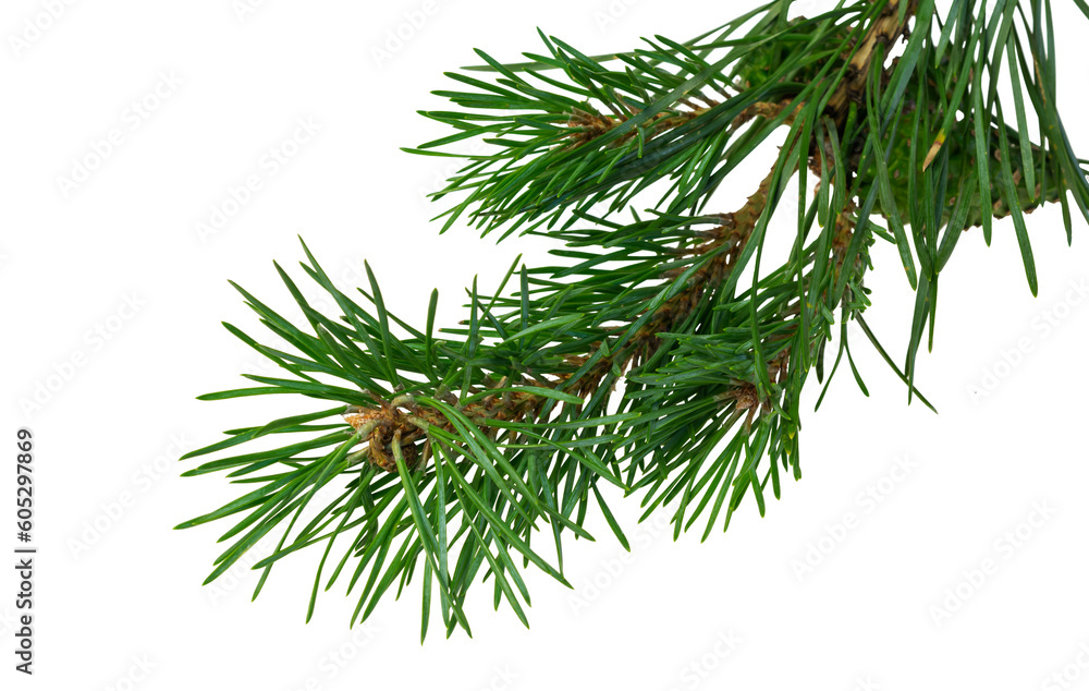 spring pine on a transparent isolated background. png Stock Photo ...