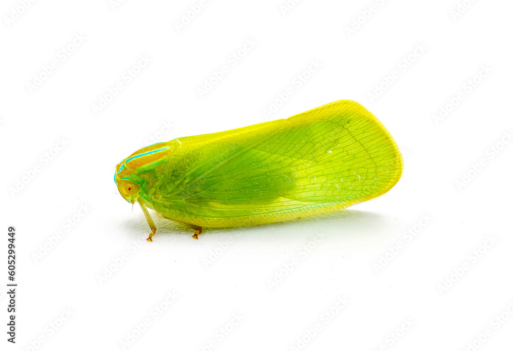 Ormenaria rufifascia - the palm flatid planthopper, a species of flatid ...