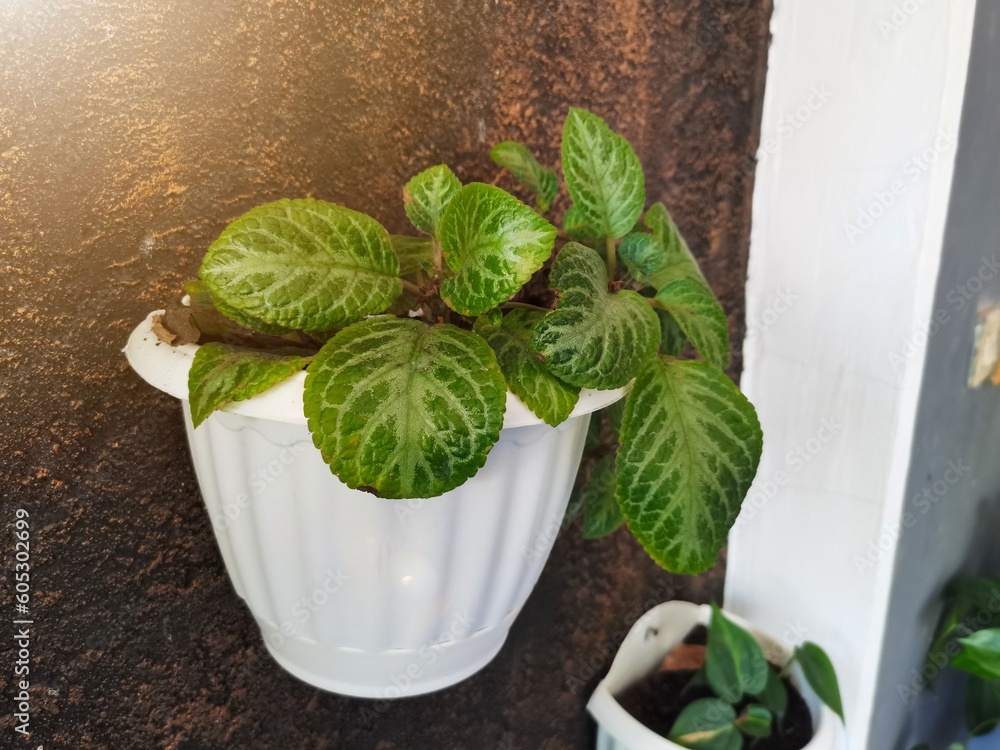 Creeping charlie ornamental plant in a pot against the wall, Creeping ...