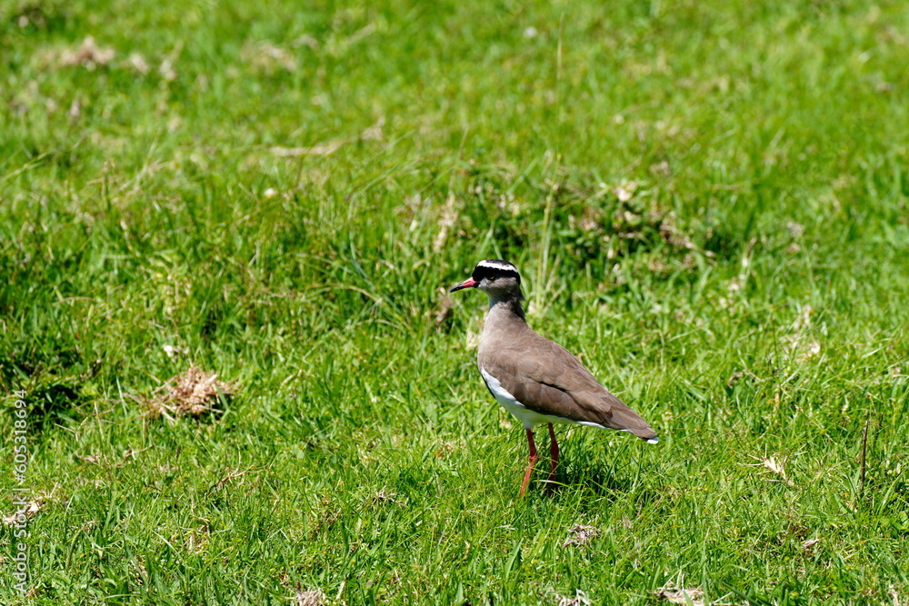 Kronenkiebitz (Vanellus coronatus), Vogel, Afrika, Familie der Regenpfeifer (Charadriidae ...