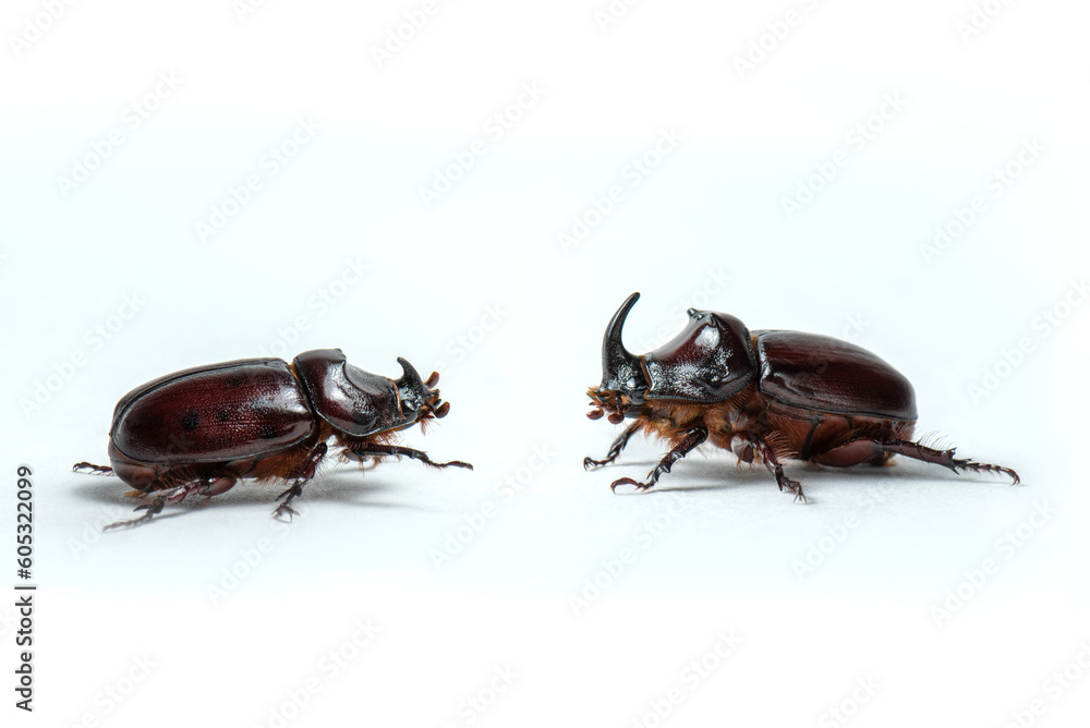 Comparison of male and female rhinoceros beetle isolated on white, profile view. Macro ...