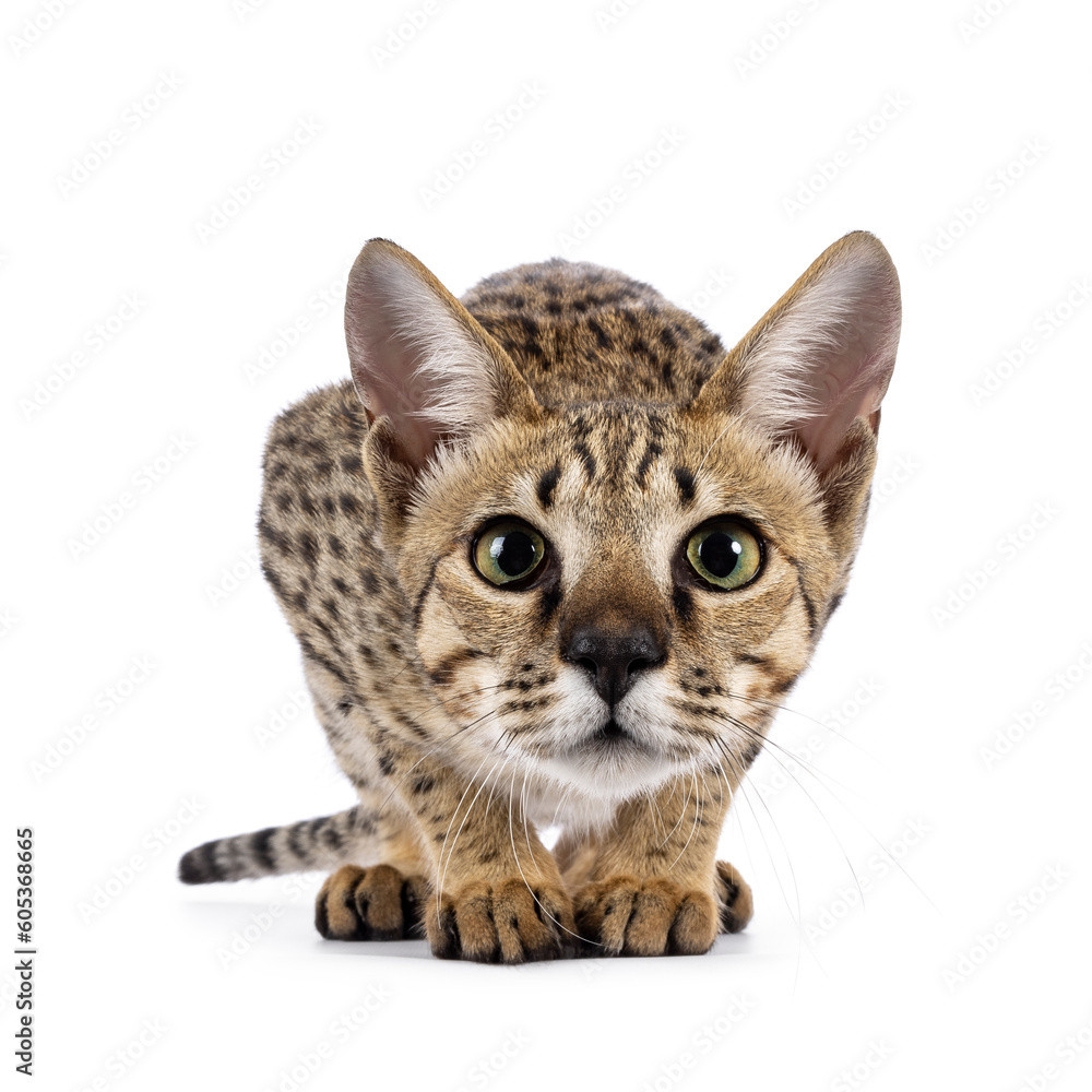 Savannah Cat F5