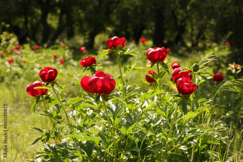 Wild peony (Paeonia peregrina romanica) in a forest nearby the Enisala ...