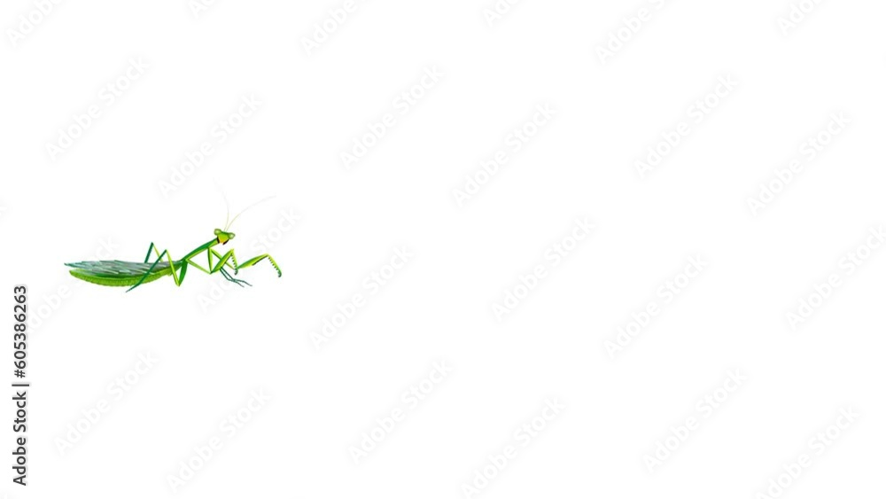 Grasshopper animation 2d animated background, insect Stock Video ...