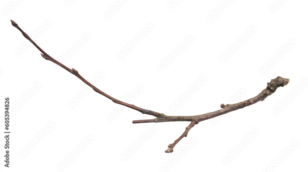 Poster dry twig on a transparent isolated background. png – Wall Art ...