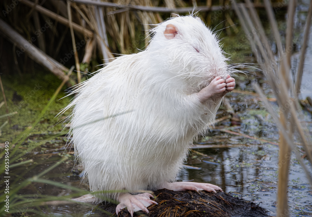 White young nutria (Myocastor coypus) with closed eyes. White nutria is ...