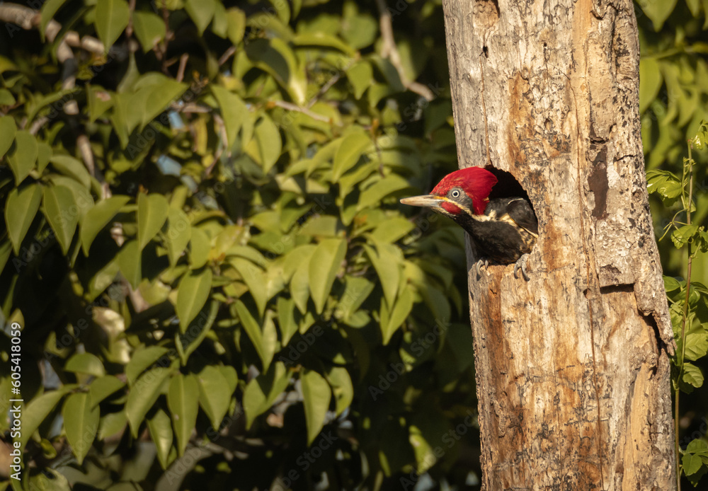 Tropical woodpecker with red feathers coming out of its nest in a tree ...