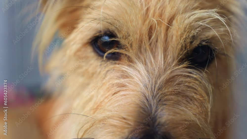 Close-up video of the brown eyes of a beige dog, Portrait of a cute ...