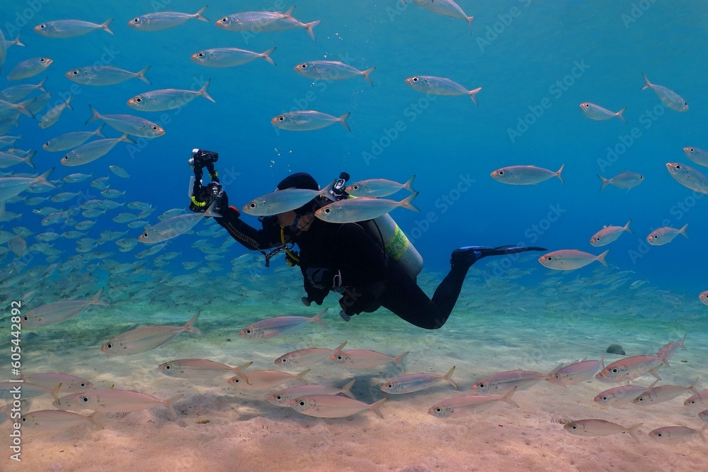 Underwater scuba diver photographer and school of fish. Scuba diver ...