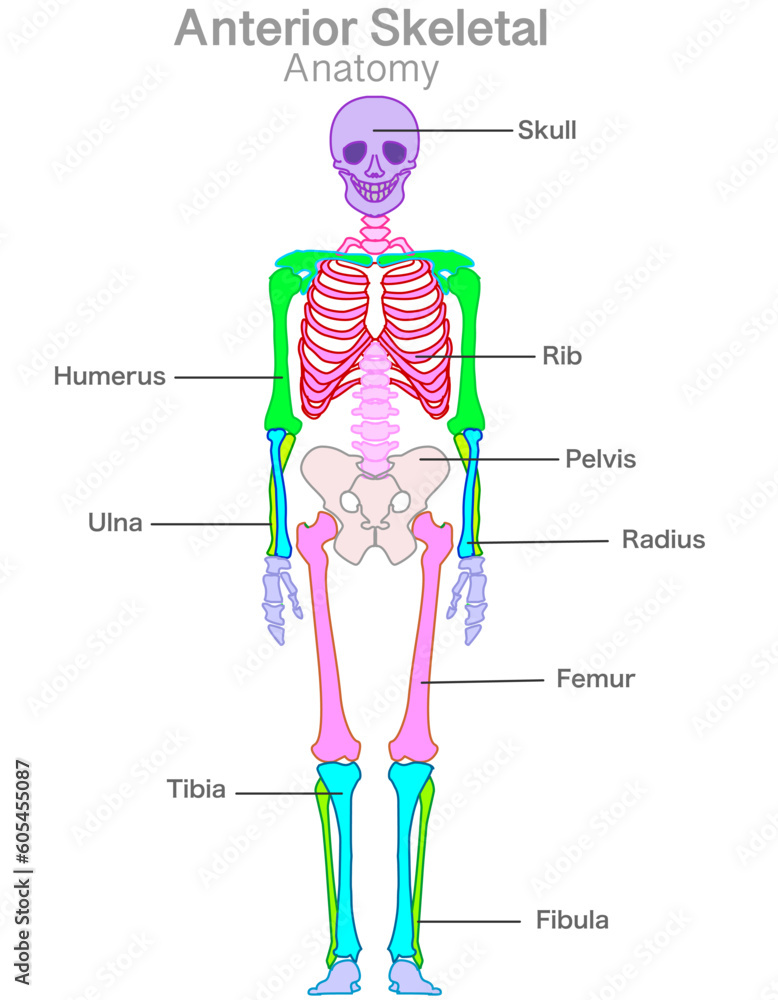 Fototapeta Skeletal anterior anatomy. Human front skeleton color parts ... Fototapeta Skeletal anterior anatomy. Human front skeleton color parts ...
