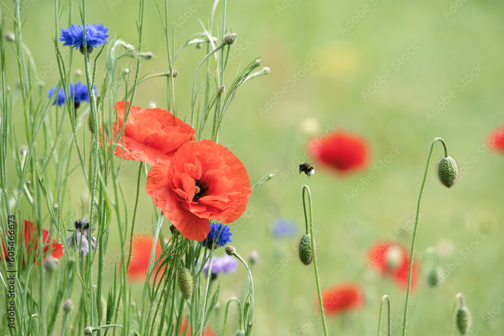 Klatschmohn Wiese mit Kornblumen und Hummel im Flug, Wildblumenwiese ...