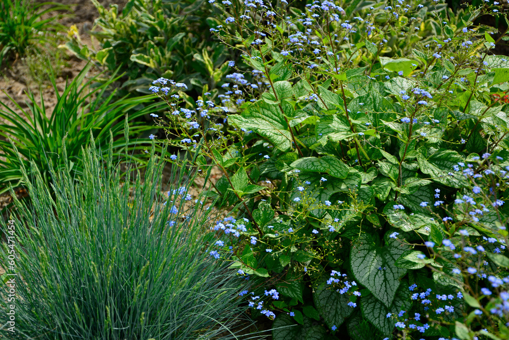 kwitnąca brunera, Brunnera macrophylla, Siberian bugloss, great forget ...