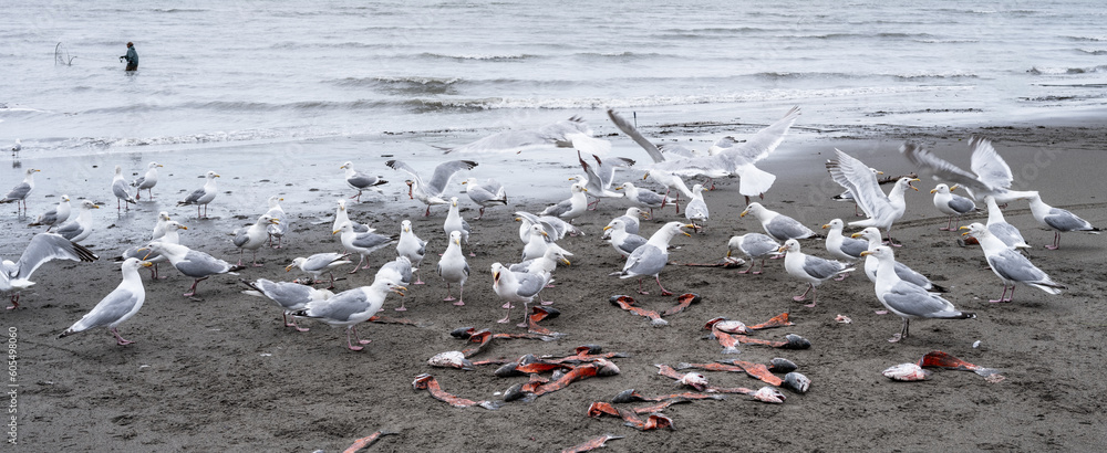 Seagulls descend on the remains of salmon caught on a beach on the ...