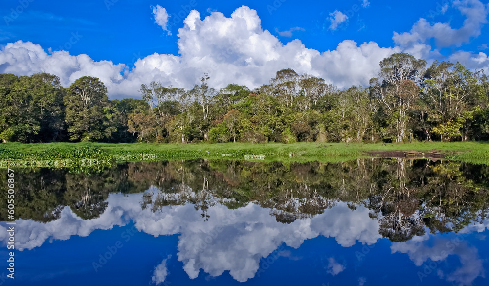 landscape of trees and vegetation of peat swamp plants with reflections ...