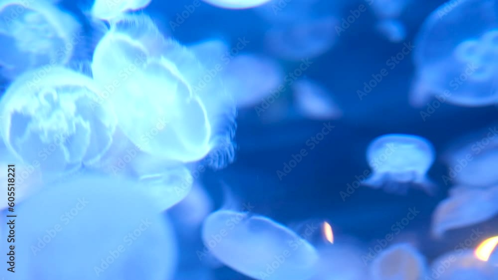 High quality animation of glowing cosmic cyan blue Jellyfish sea jelly ...