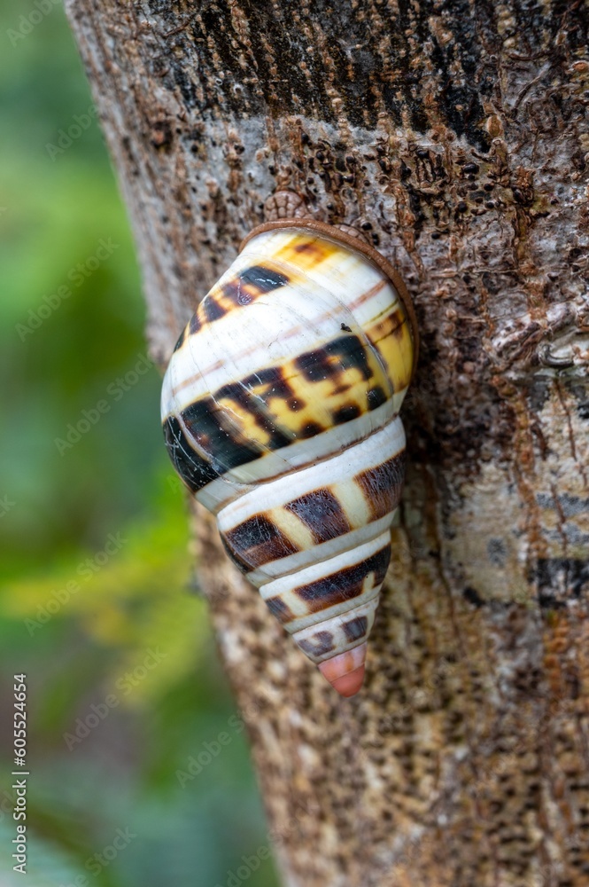 Liguus Tree Snail - Liguus fasciatus - on Gumbo Limbo Tree - Bursera ...