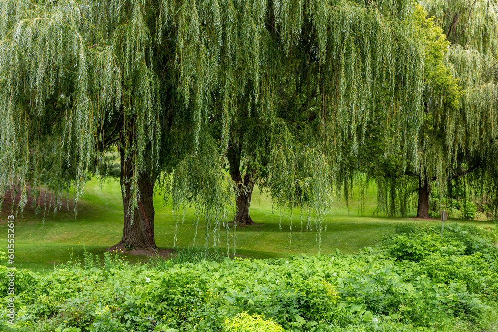vue d'en dessous d'un grand arbre de type saule pleureur dans un ...