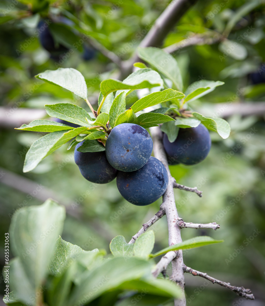 Gros plan sur des petits fruits ronds bleu qui poussent en grappe sur ...