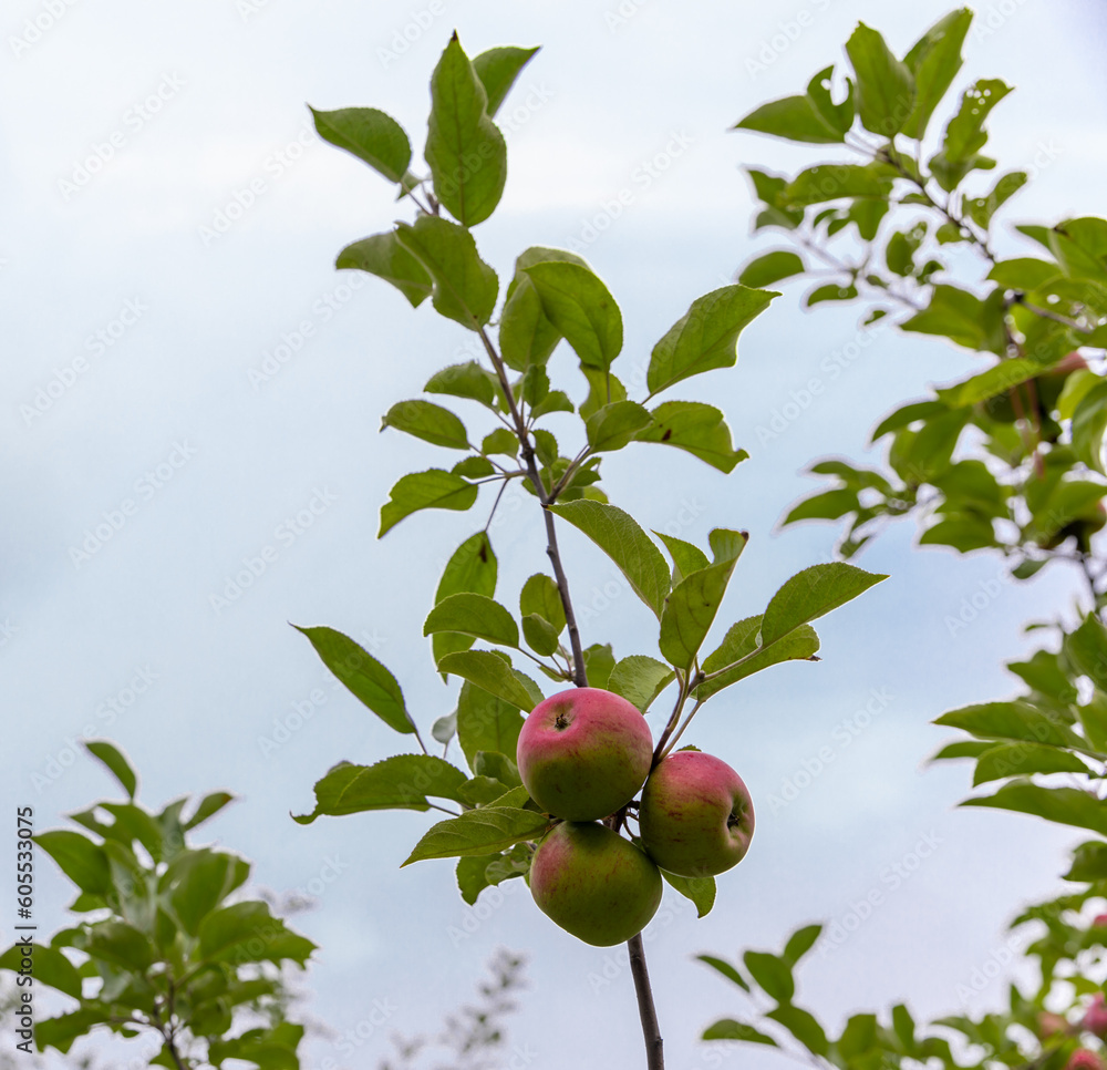 vue d'en dessous d'une branche de pommier avec un trio de pommes qui ...