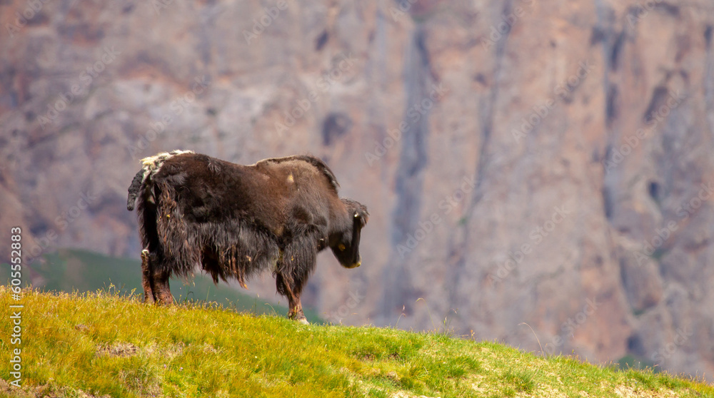 A herd of yaks graze in the mountains. Himalayan big yak in a beautiful ...