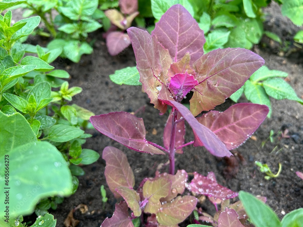 Rote Gartenmelde Melde Rot historisches Gemüse alte Sorte Stock Photo ...
