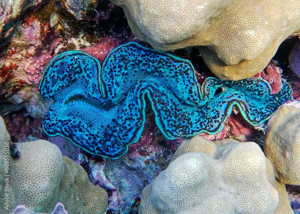 Sexy blue shell on a seabed, shell tridacna in the coral reef of the ...