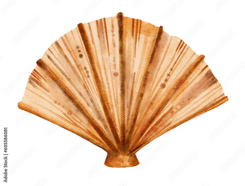 Watercolor coral reef shell drawing sea ocean natural kelp algae, polyp ...