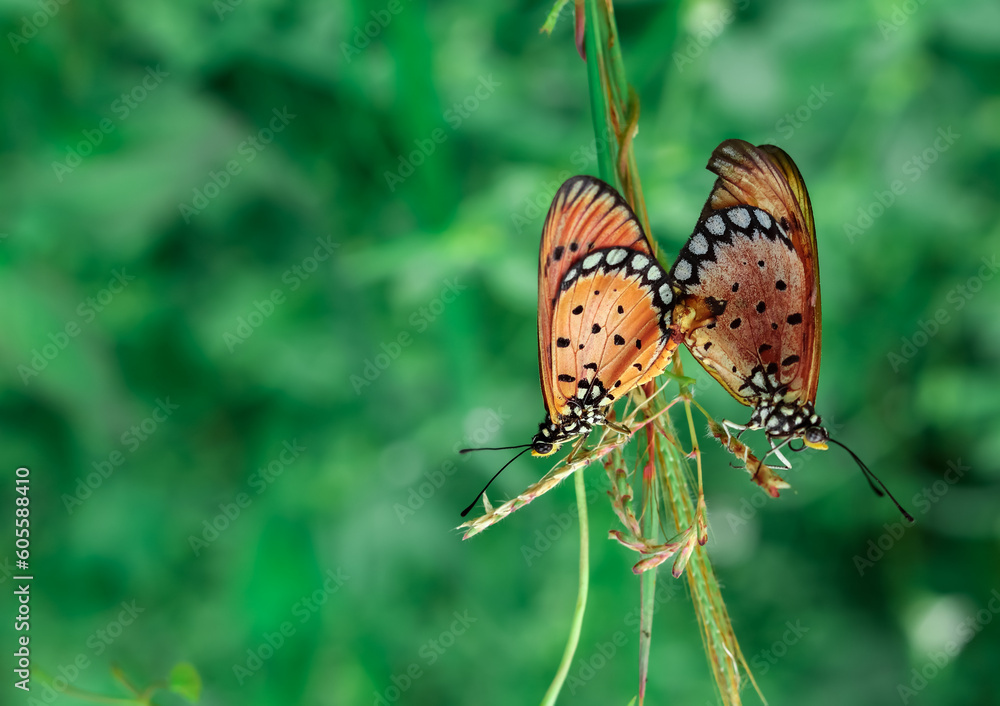 beautiful butterflies that are mating. butterfly mating season. process ...