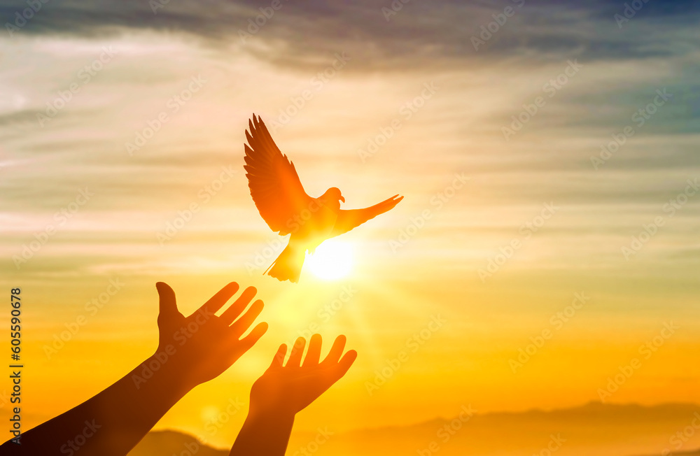 human hands releasing dove of peace into air concept for freedom, peace ...