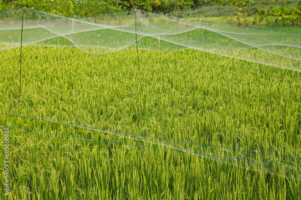 rice plants that are starting to bear fruit are given safety nets to ...