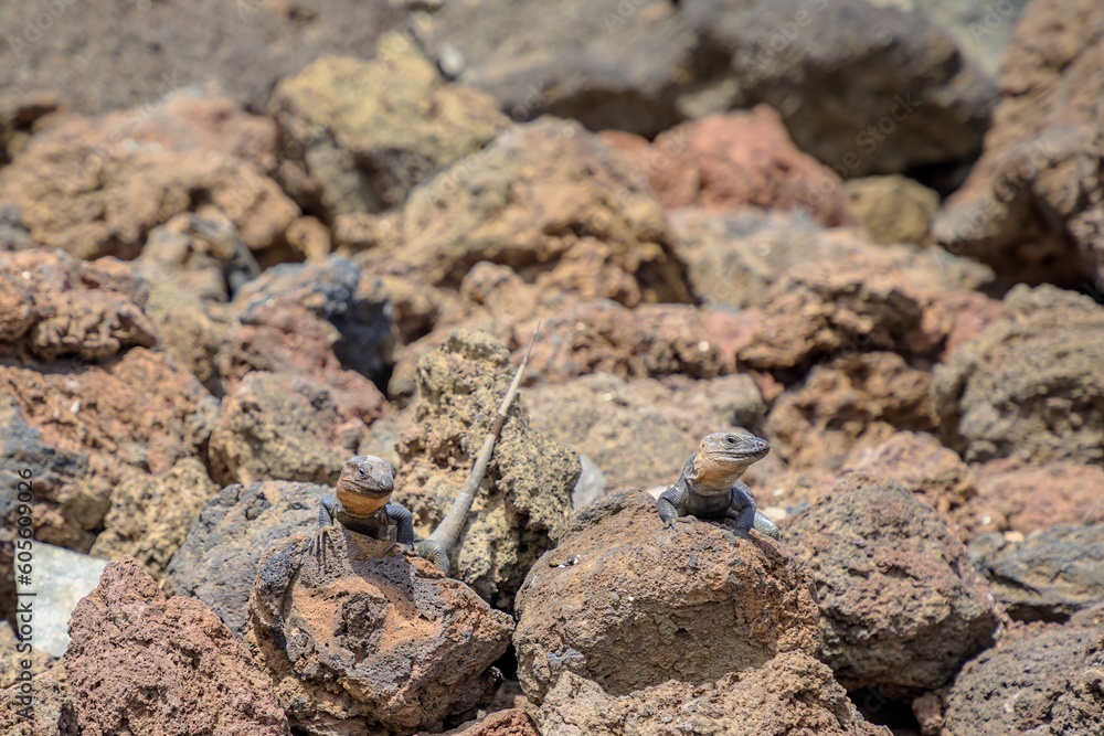 Giant lizard Gallotia stehlini endemic reptile on volcanic rocks of ...