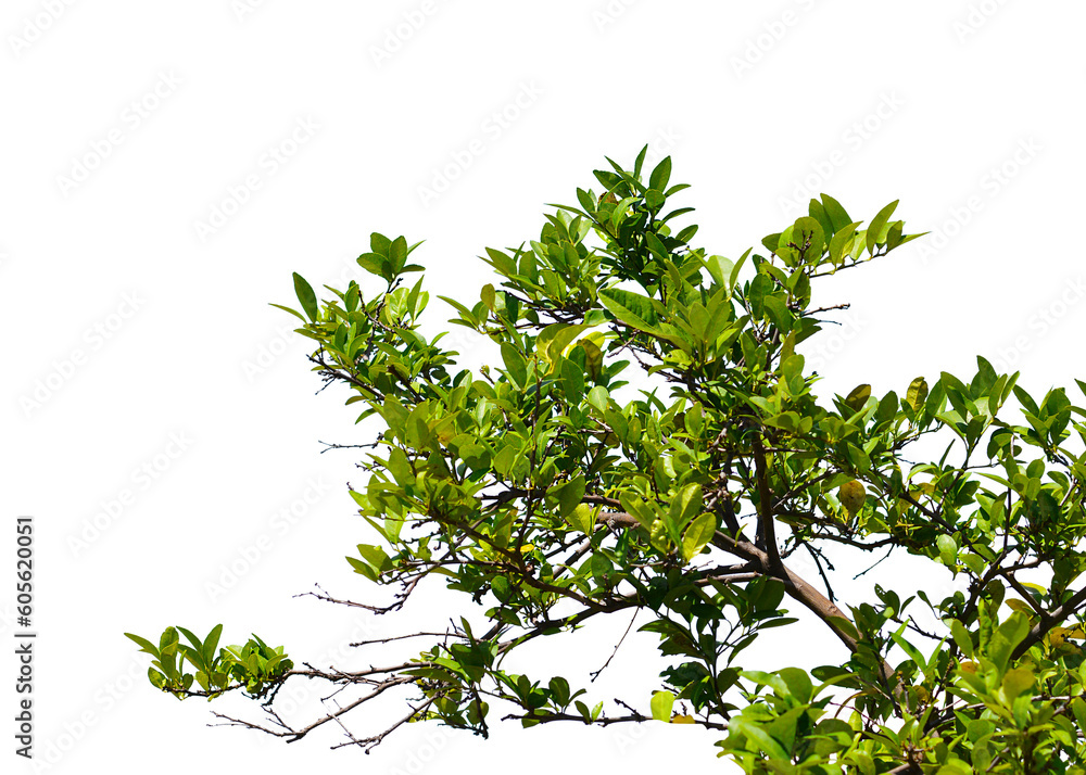 Foto de Green tree png ing_ Tree with isolated white_ Tropical tree ...