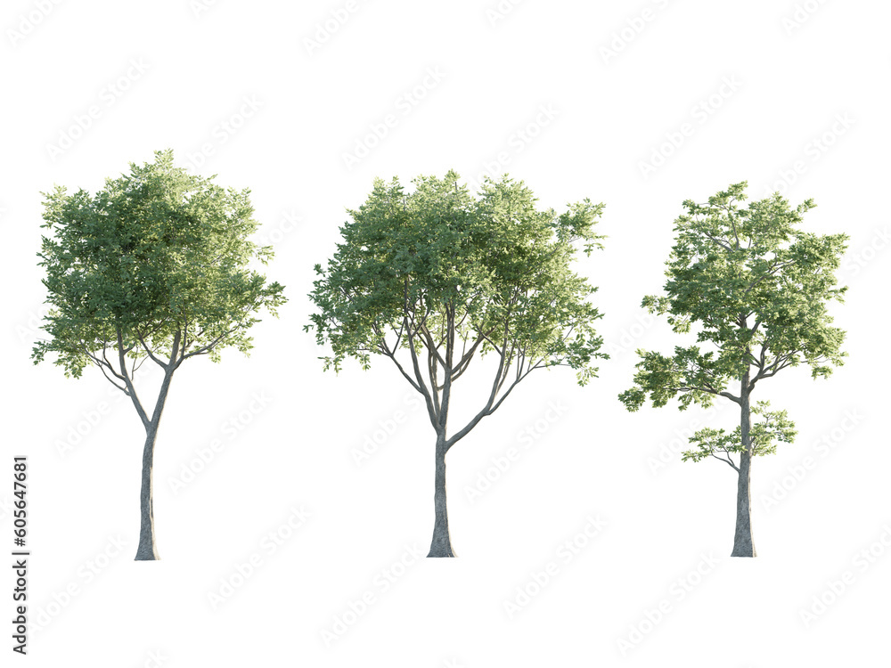 isolated cutout tall and big tree antiaris toxicaria in 3 different ...